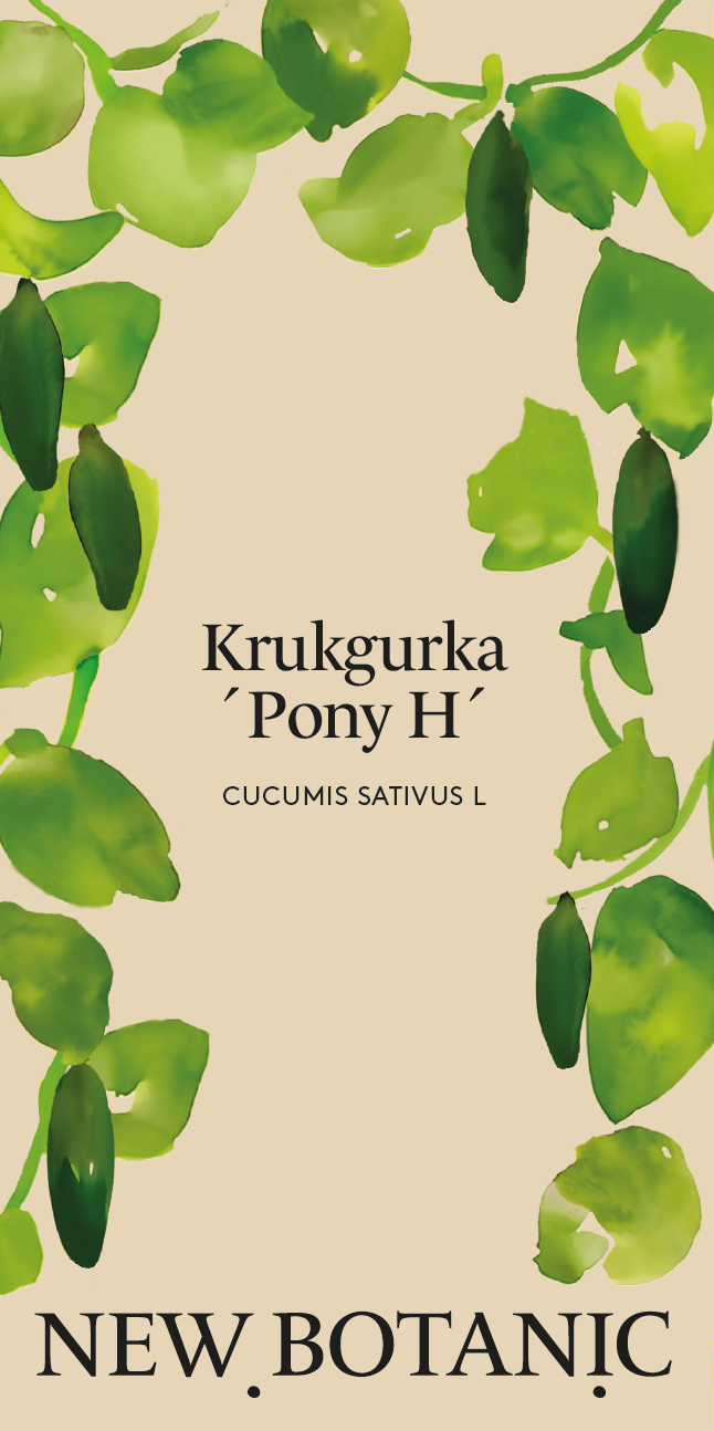 Krukgurka ´Pony’ – New Botanic