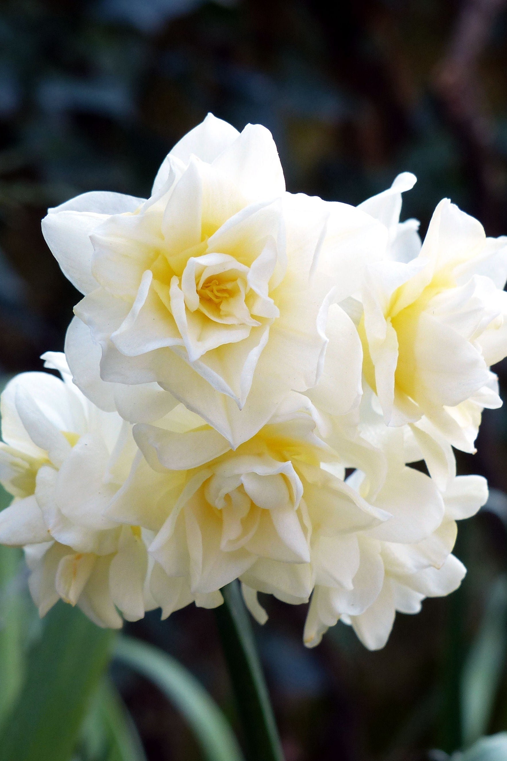 Odla narcisser - Vårens doftande favoriter - New Botanic