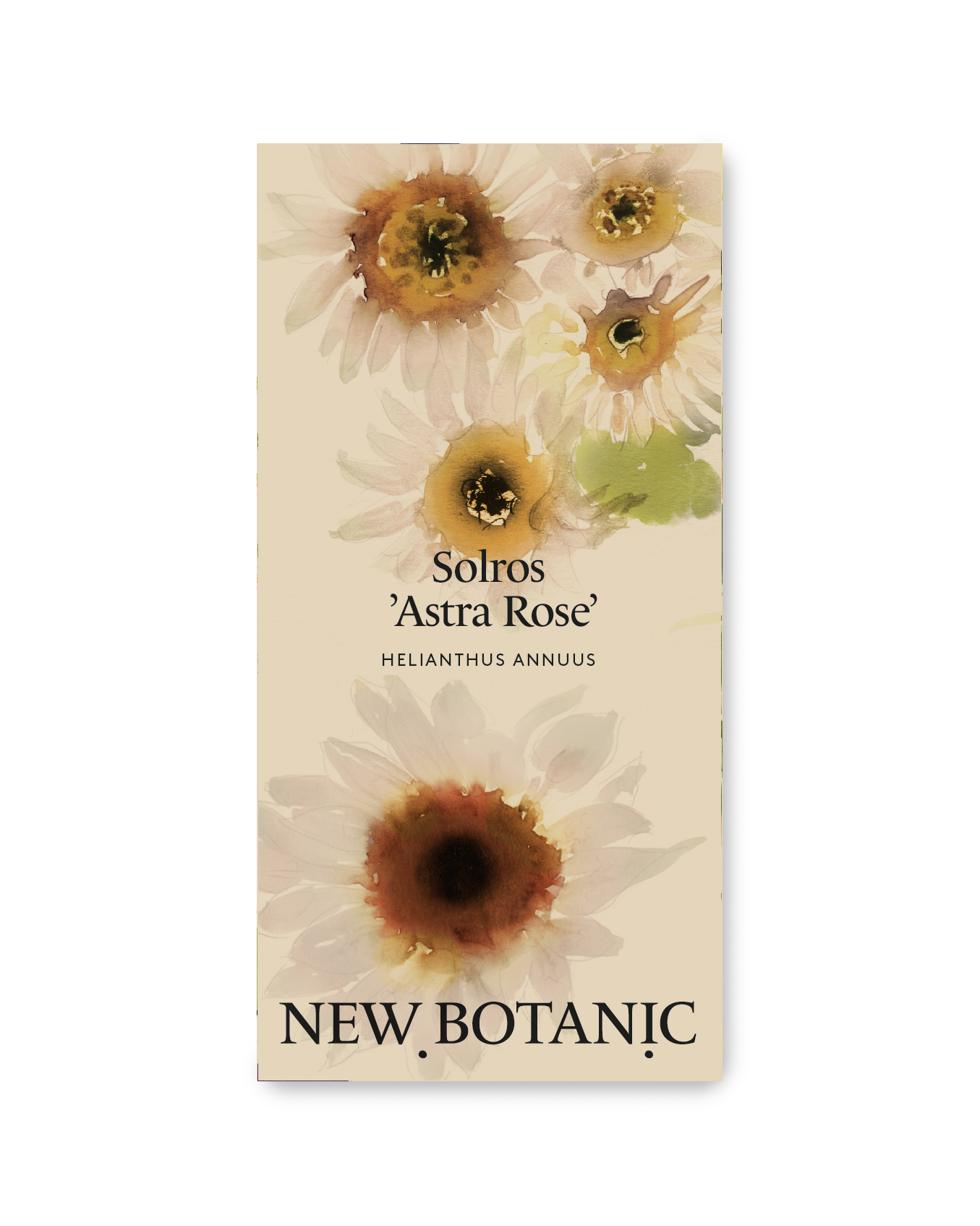 Solros 'Astra Rose' - Nyhet! – New Botanic