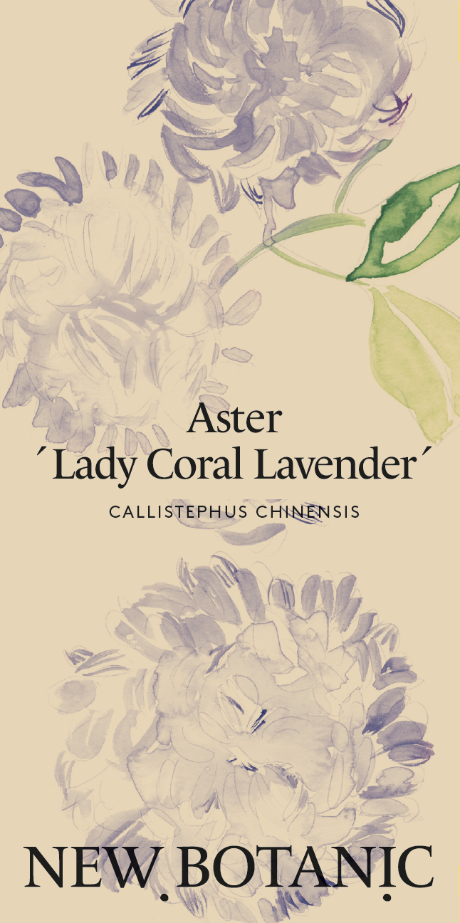 Aster 'Lady Coral Lavender' – New Botanic