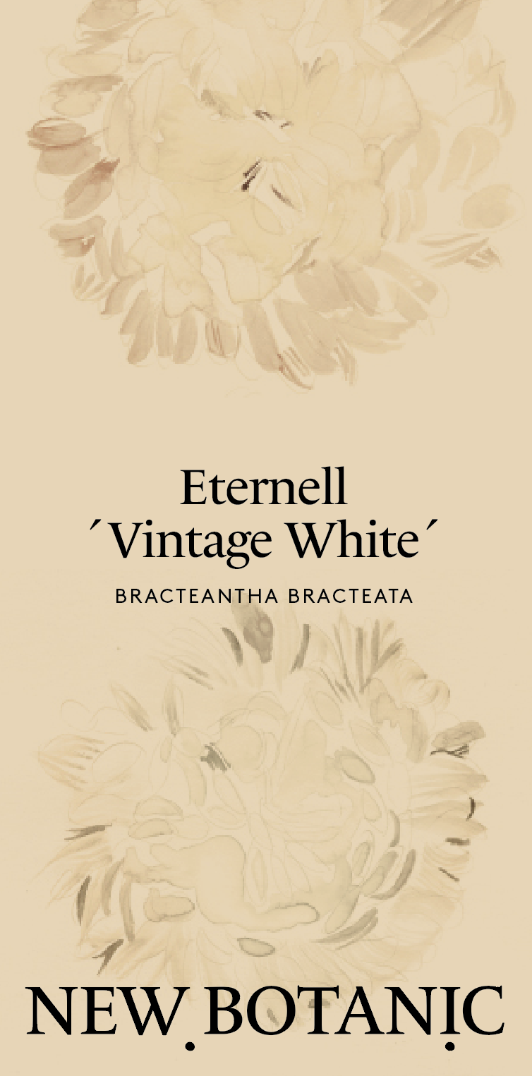 Eternell 'Vintage white’ – New Botanic